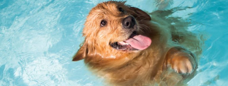 What Should You Do If You See A Reptile/An Animal Struggling To Get Out ...